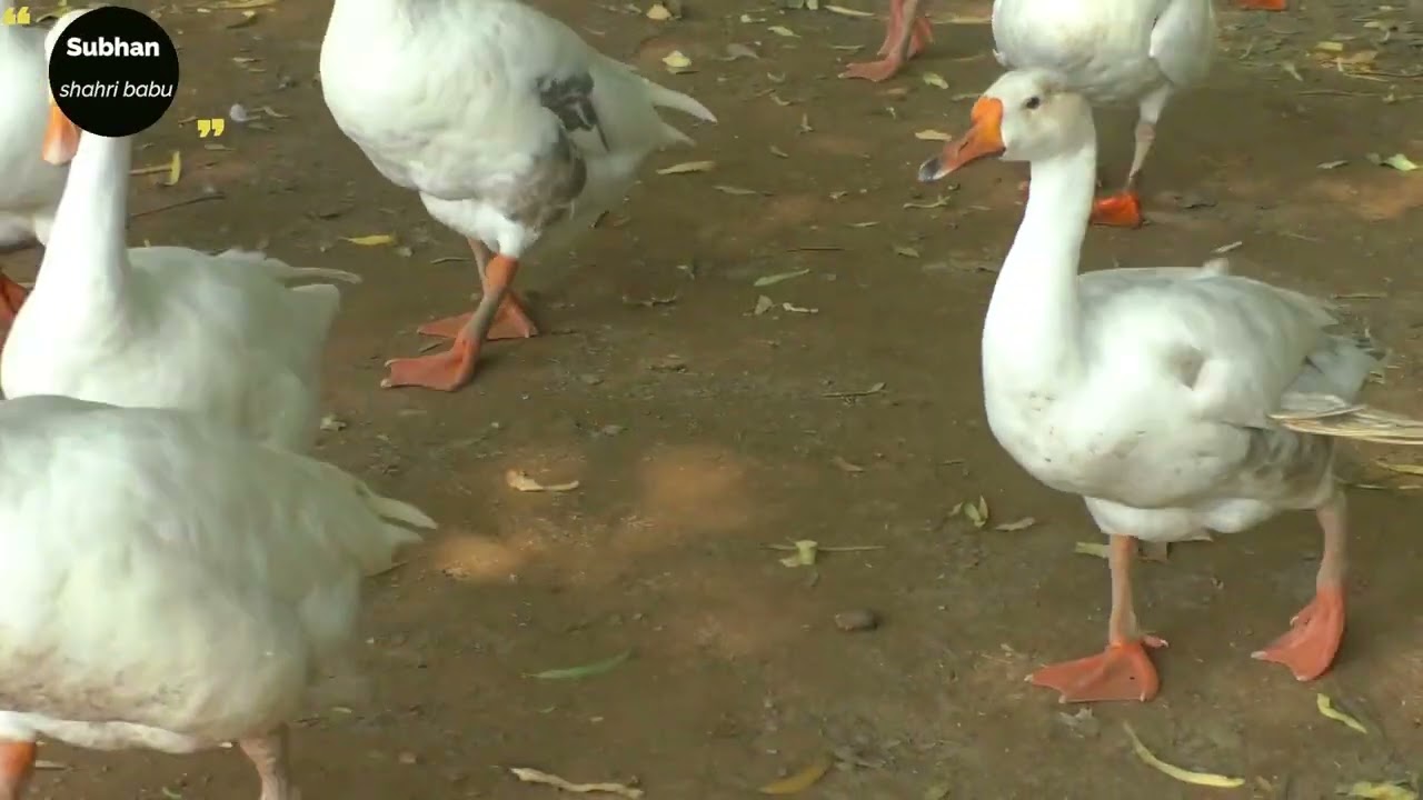 duck big pet 🦆 duck Kon Kon c nasal ka hota hai | duck breeds in pakistan Muscovy duck duck farm ...