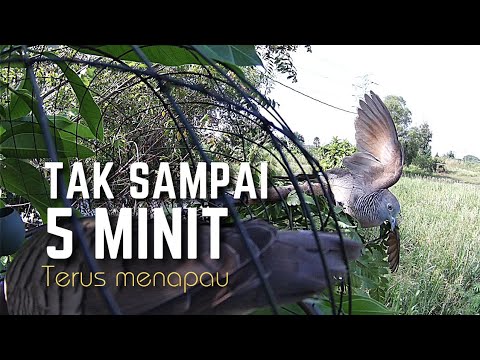 Pikat Merbok Tandang : Tak sampai 5 minit terus terjun..tapau - YouTube
