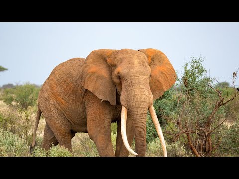 ELEPHANT ROAR/象の音 / animal sounds - YouTube