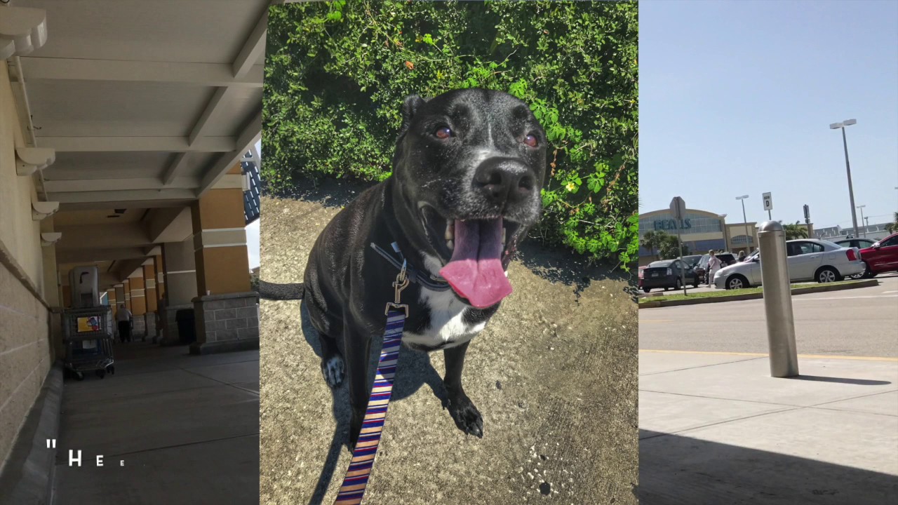 3 Year Old Lab Mix "Bubba" | Melbourne Dog Trainers | Brevard Dog ...