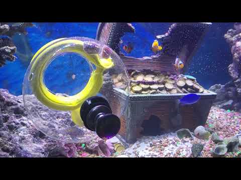 Tankmatez.com Patent Pending Bubble Fish Trap - YouTube