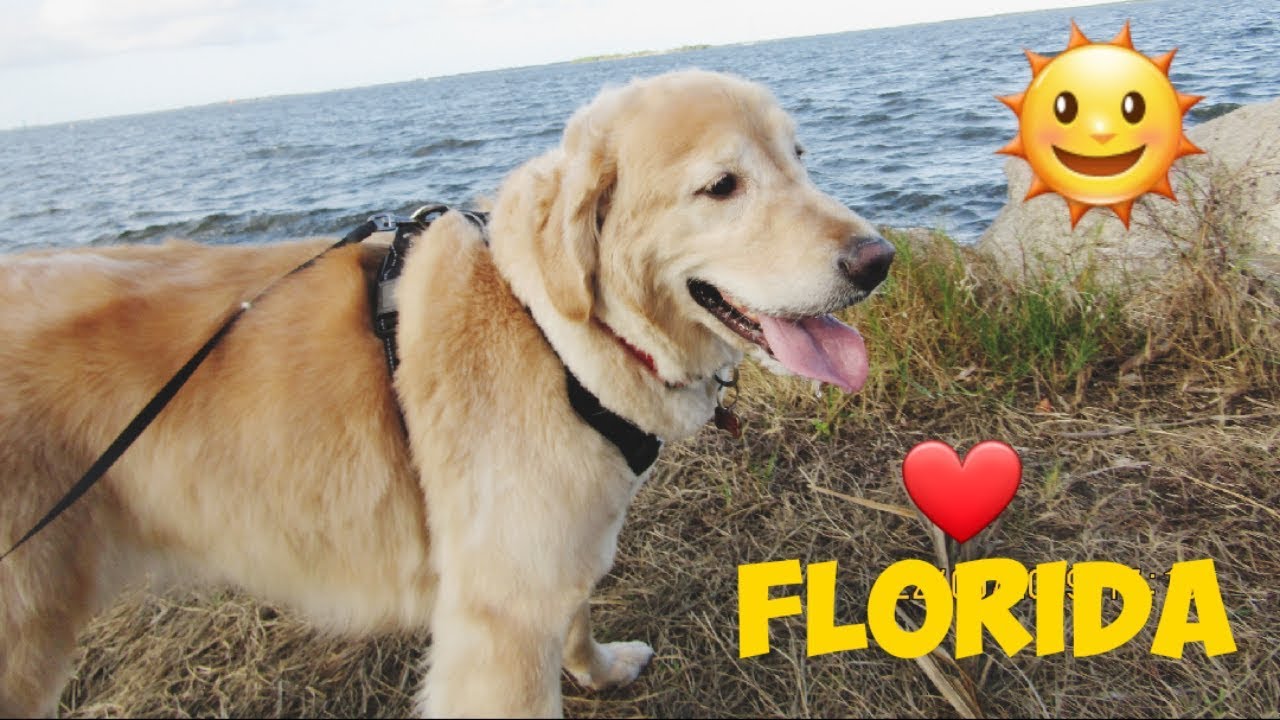 Golden retriever visits Florida Space Coast - YouTube
