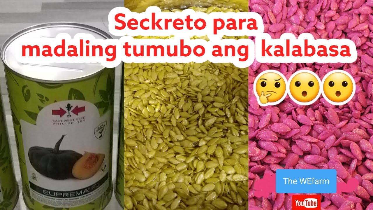 Paano magtanim ng kalabasa /#seeds preparation - YouTube