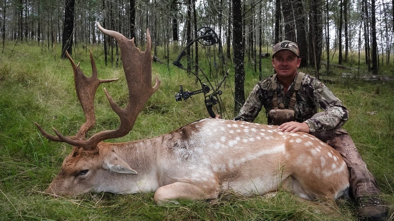 Big malformed buck, under 15 yards. (Bowhunting fallow deer Australia ...