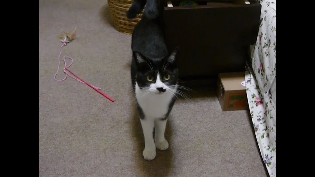 ベッドの下から突撃ゲームにハマる猫 Cat Monaka's new game - YouTube