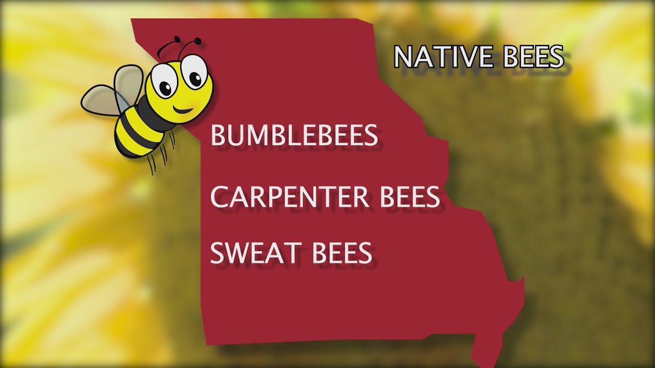 Let it bee: Welcoming local pollinators to your backyard - YouTube