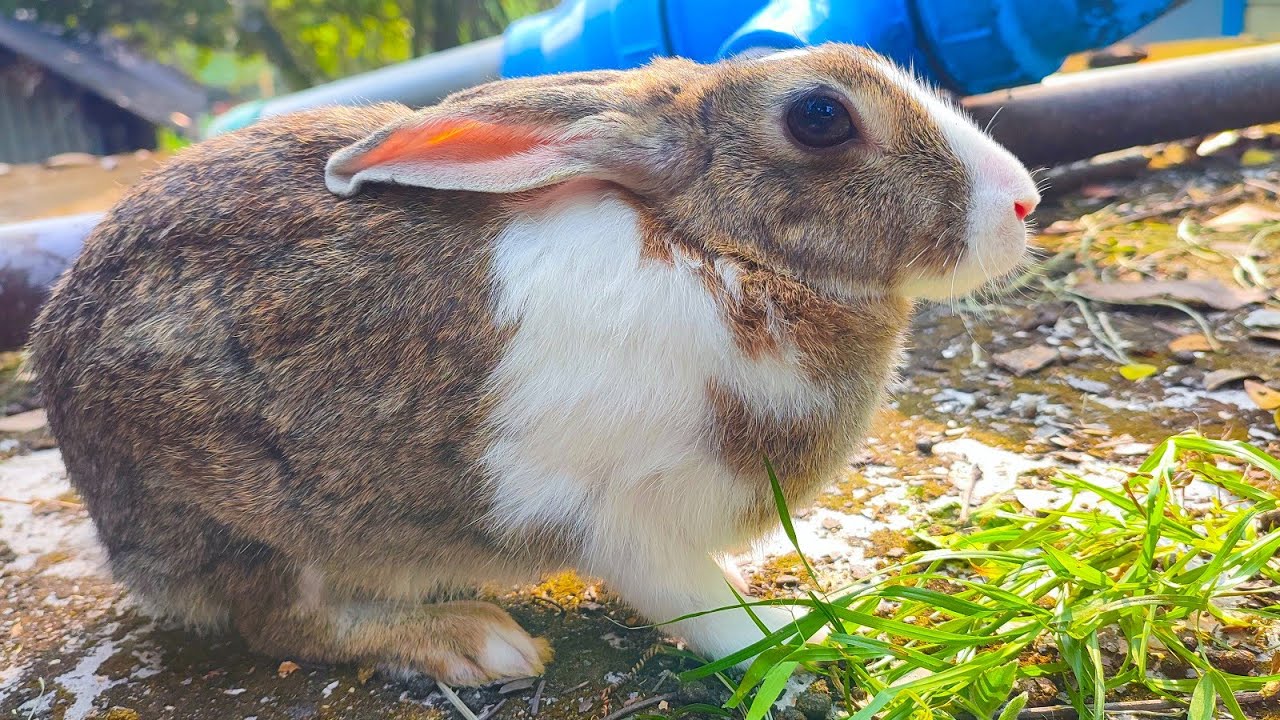 Relaxing Sounds - Cute Baby BUNNY Rabbits Happy | 🐇 - YouTube
