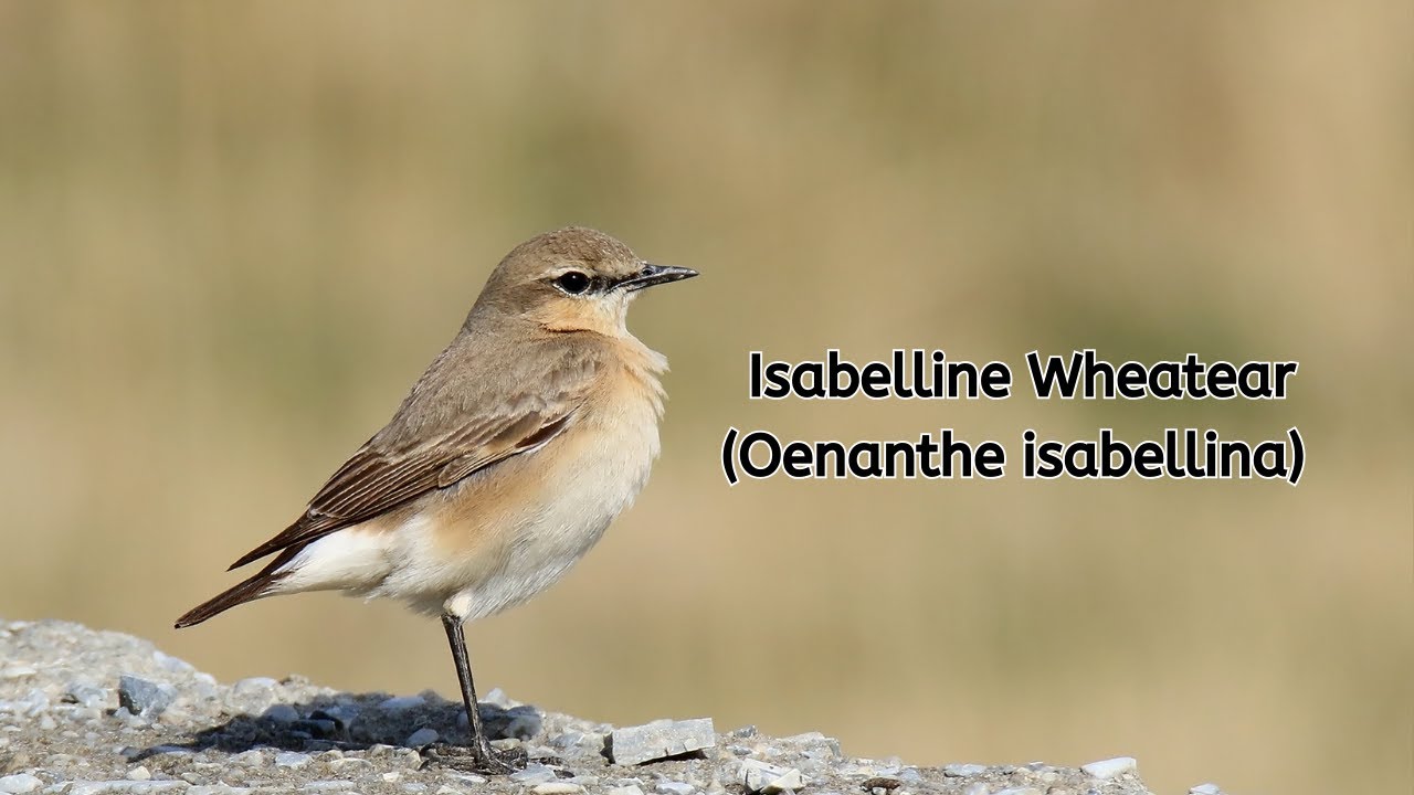 Isabelline Wheatear Characteristic (Oenanthe isabellina) - YouTube