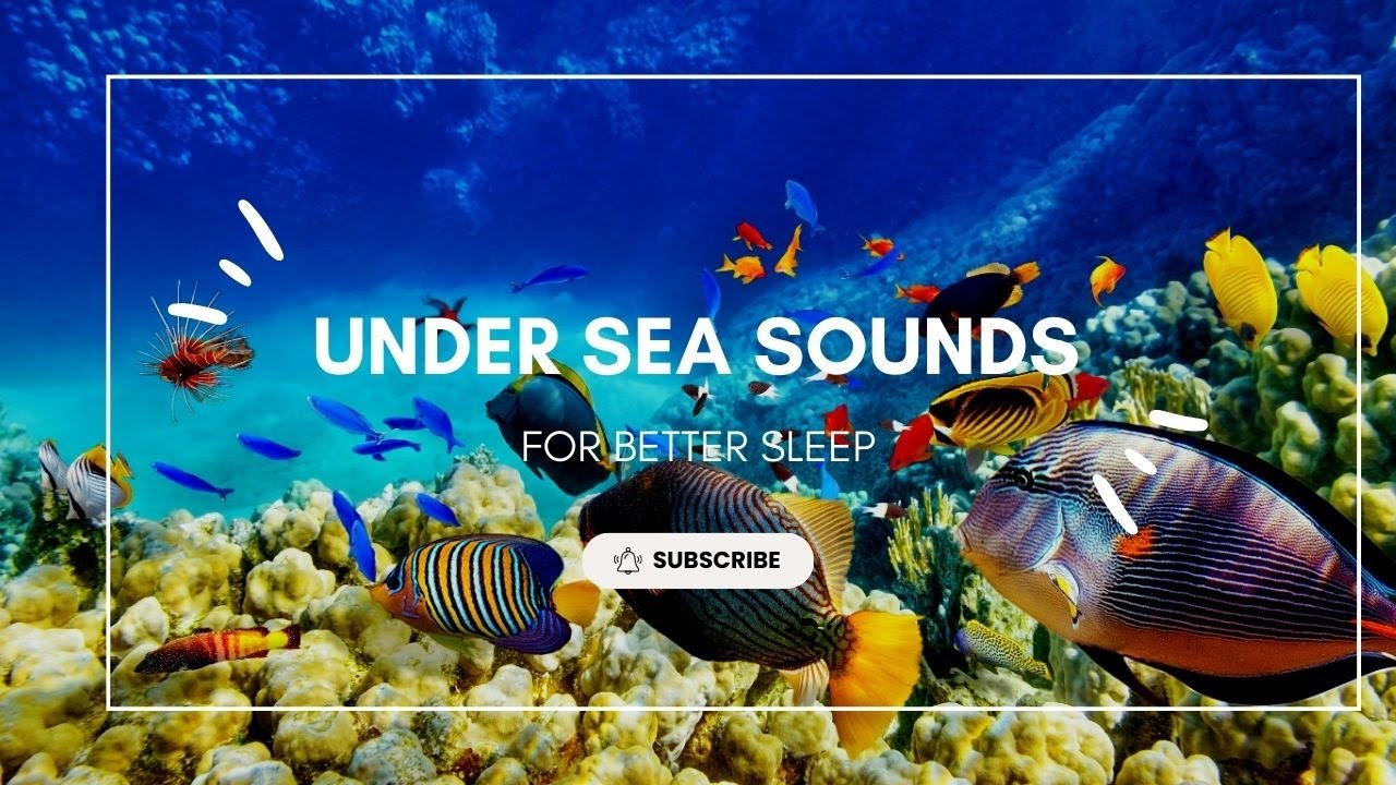1 Hour of Beautiful Coral Reef Fish, Relaxing Ocean Fish, & Stunning ...