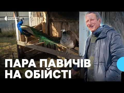 «Вони спокійні і піклуються один про одного» — житель Житомирщини вдома доглядає пару павичів