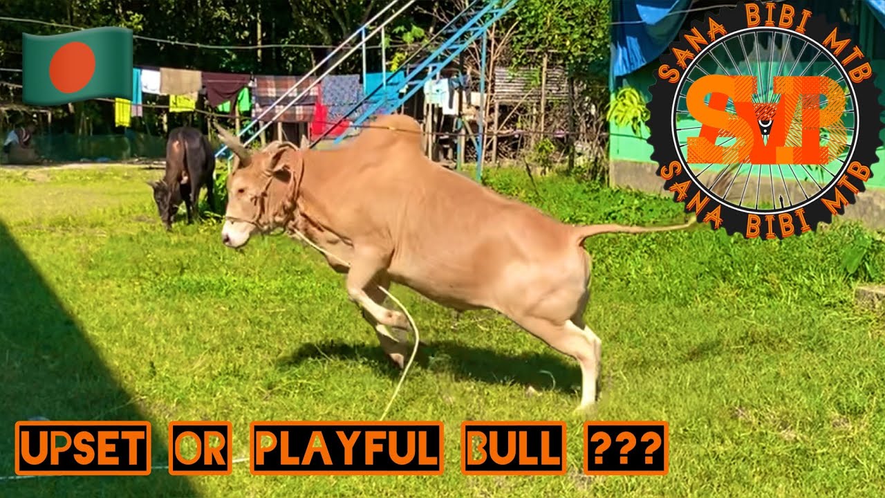 Crazy Bull in the yard getting wild! - YouTube
