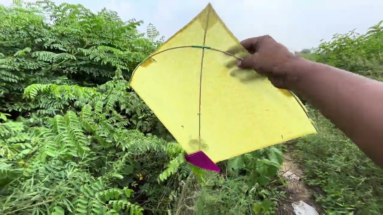 kite looting in forest | looted kites | kite catching - YouTube