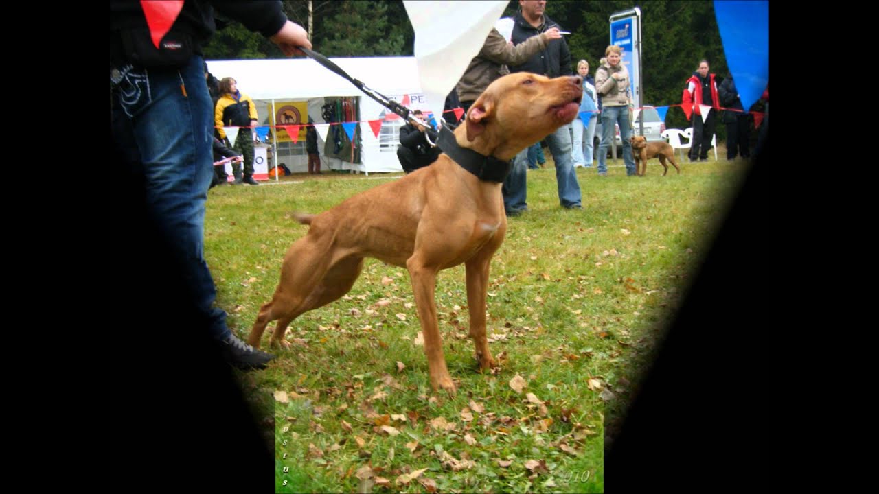 Pitbull LUNA - YouTube