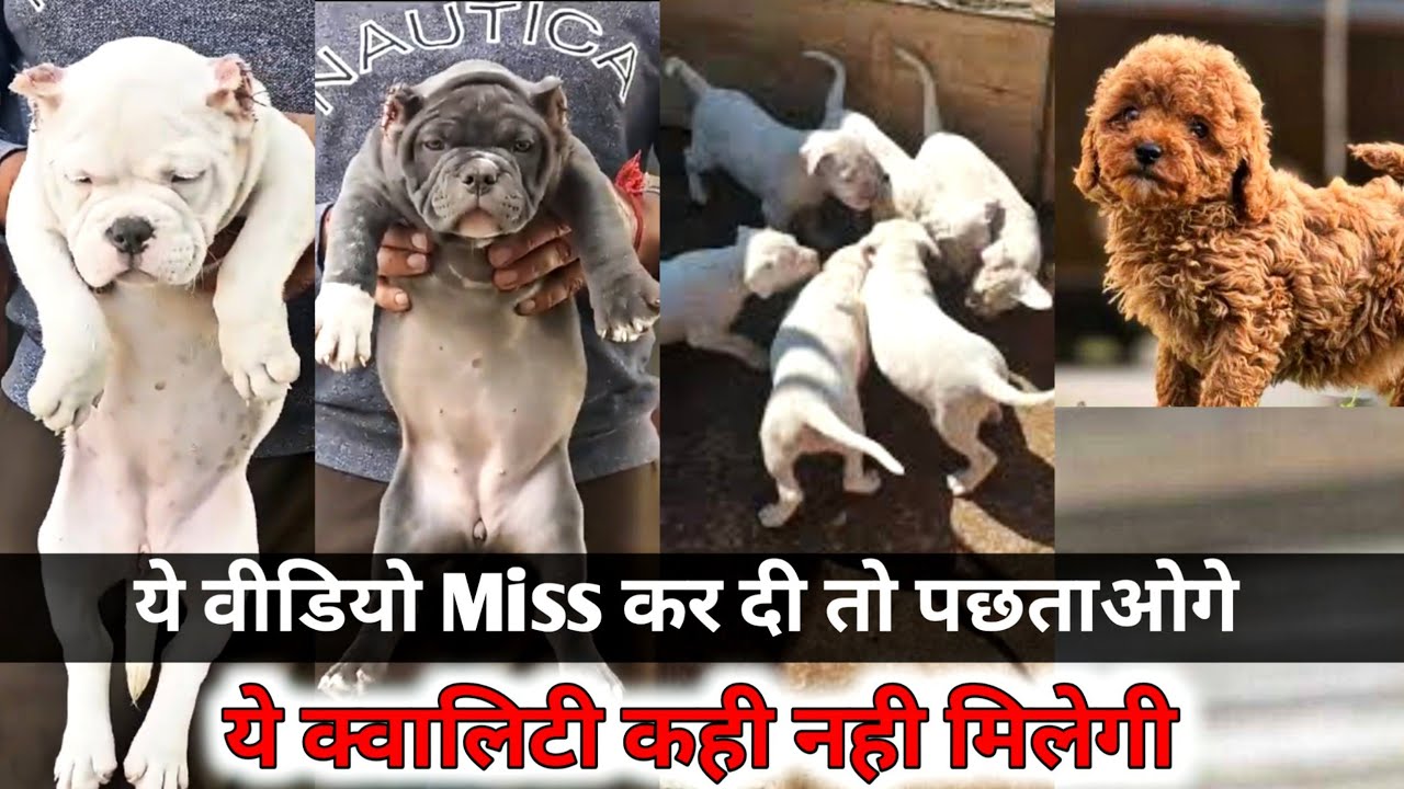 Dogo argentino / Ultimate American bully / Poodle for sale / All dogs ...