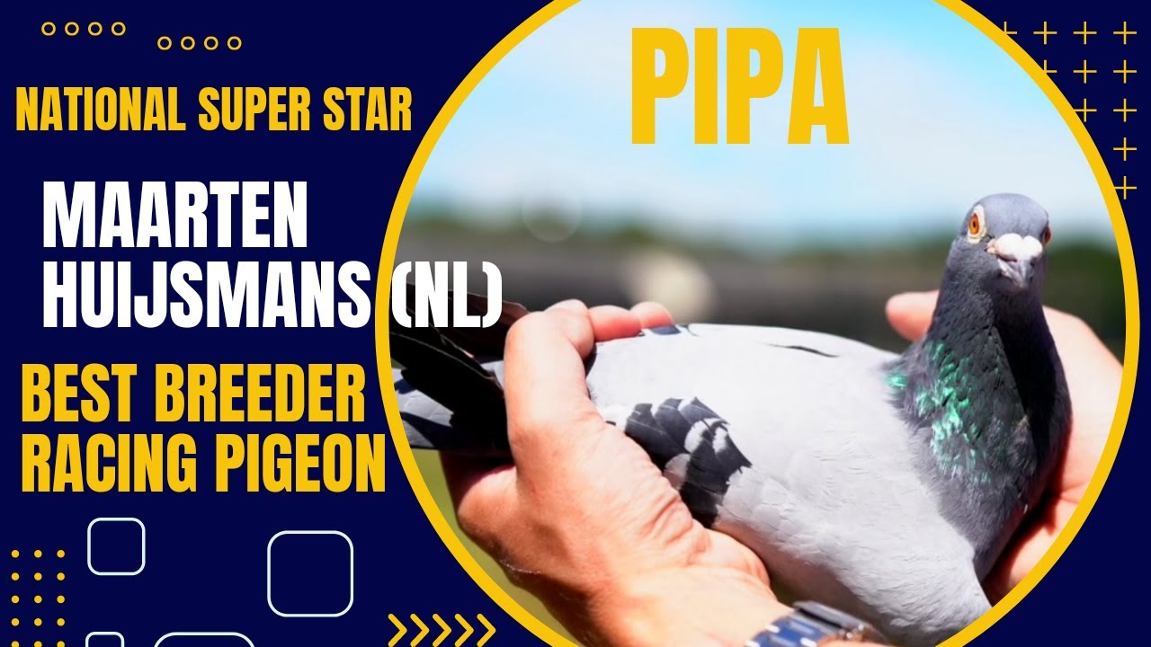 National Super Star Maarten Huijismans NL | Best Racing Pigeon In The ...