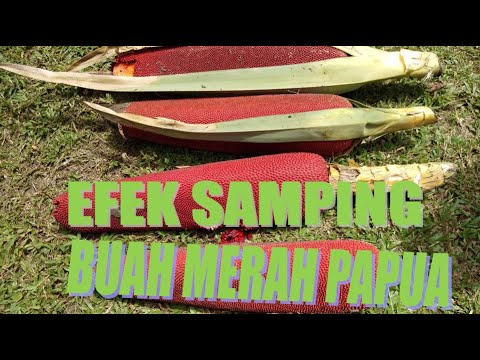 EFEK SAMPING BUAH MERAH PAPUA - YouTube
