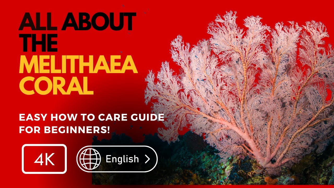 Explore Melithaea Coral (Melithaea spp.): Care, Feeding, and Essential ...