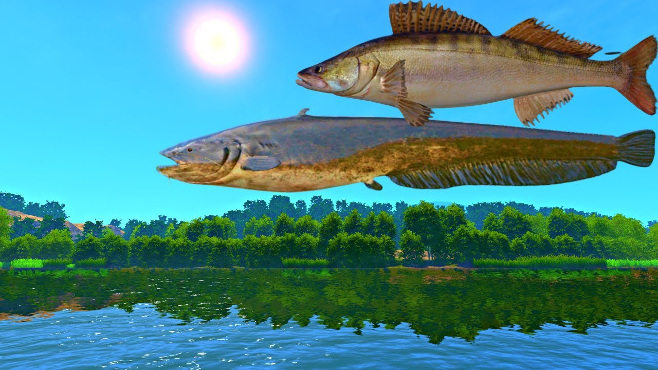 Insane Wels Catfish Spot | Weekly Record!! | Serbia | Fisher Online ...