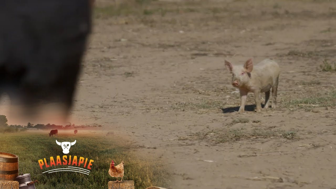 Varkie ontsnap – Plaasjapie | Agterplaas | S1 | Ep 8 | kykNET - YouTube