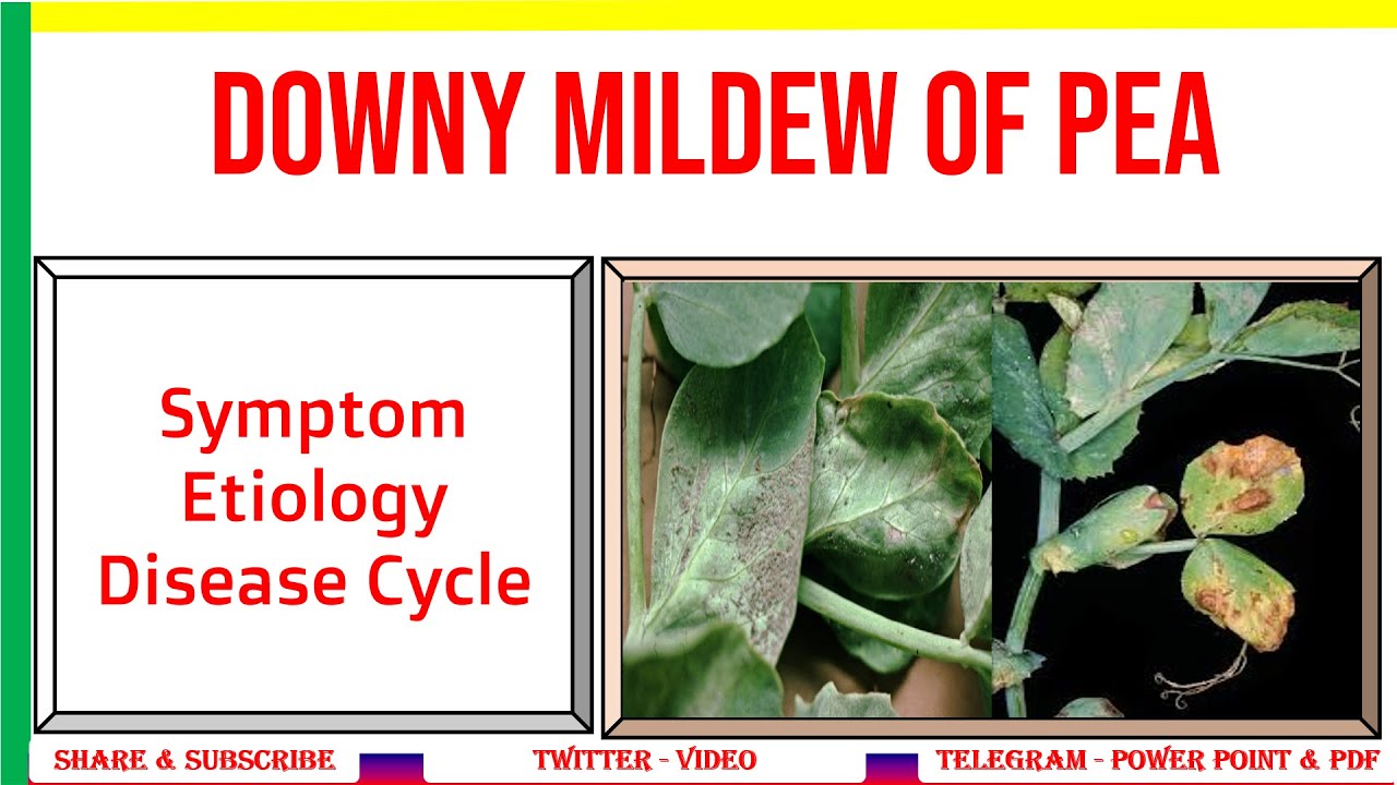 Downy Mildew of Pea, Symptom, Etiology, Disease Cycle, MCQ ...