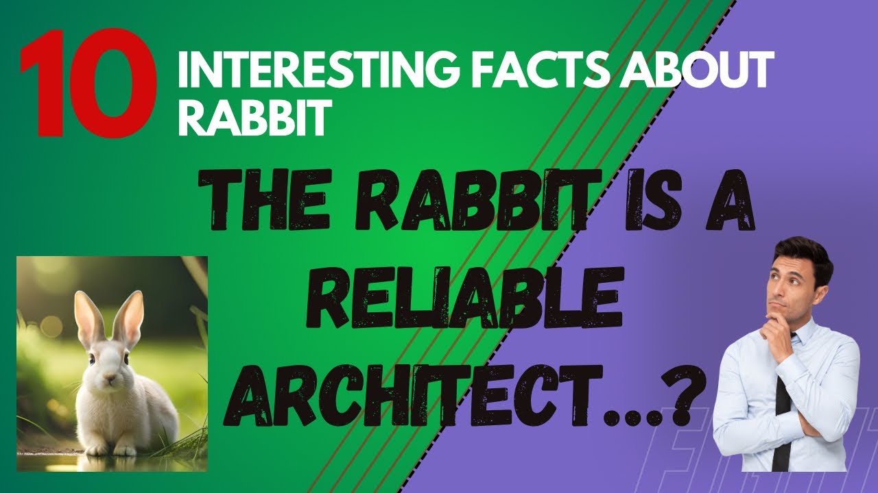 Animal Facts: 10 Fascinating Rabbit Facts You Need to Know - YouTube