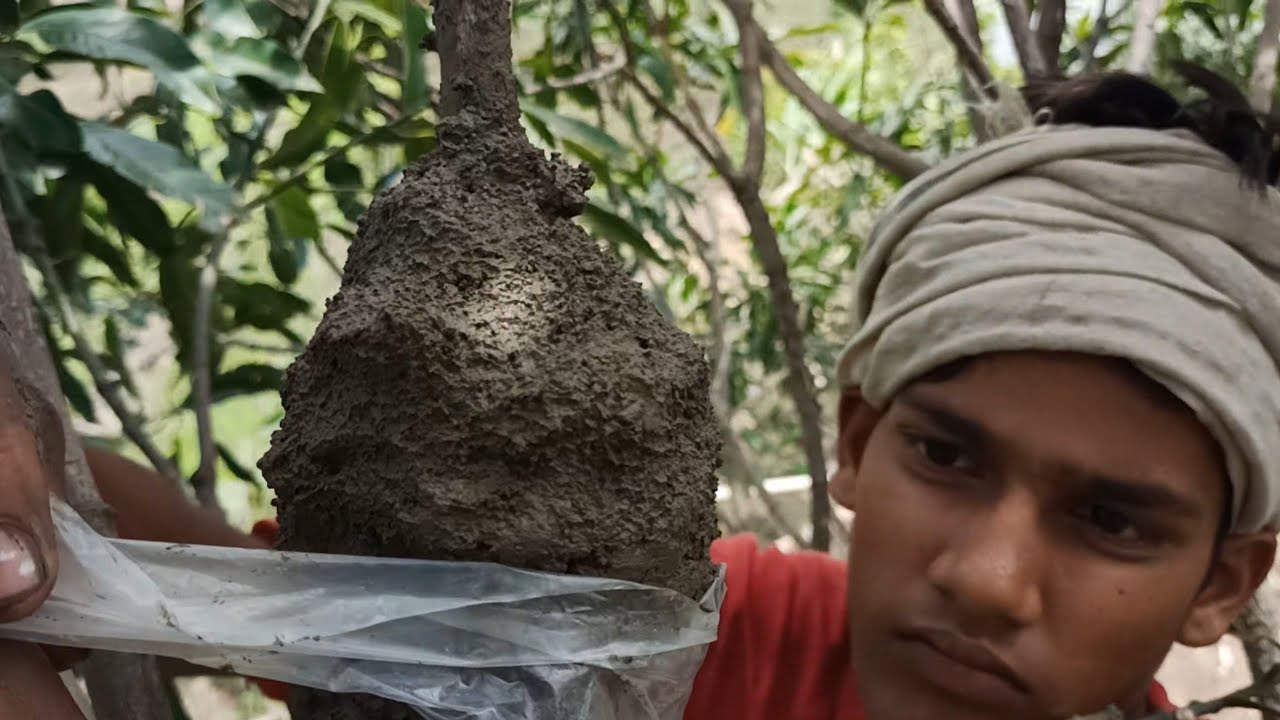 100% wark Correct method of tying yearlayerig (soil) in mango tree at ...