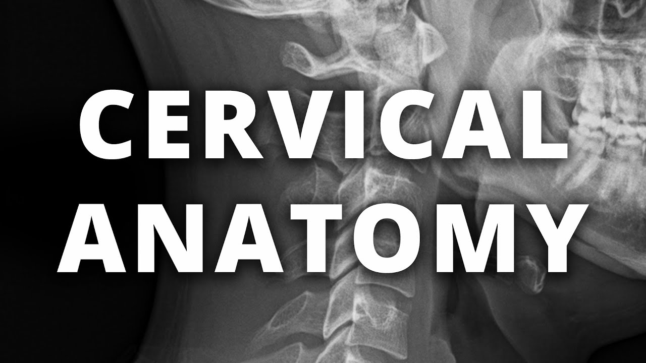 Normal radiographic anatomy - cervical spine xray - YouTube