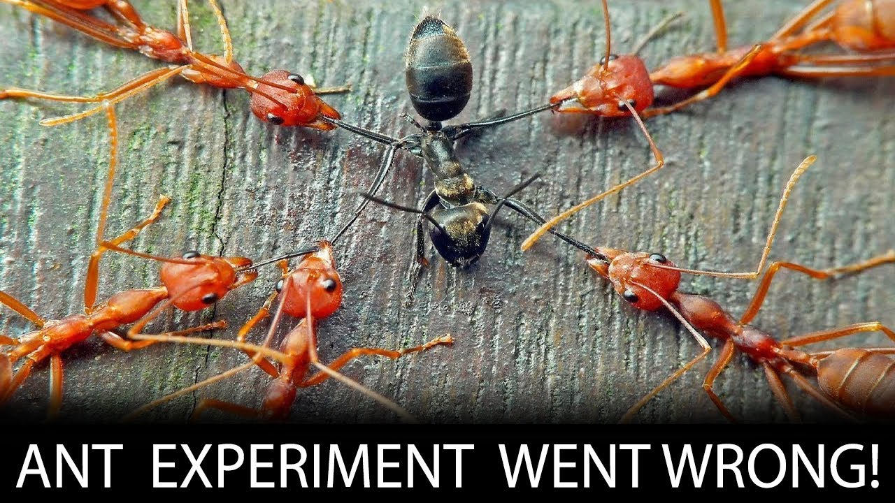 AMAZING! Ant Experiment | Viral Secret Hindi - YouTube