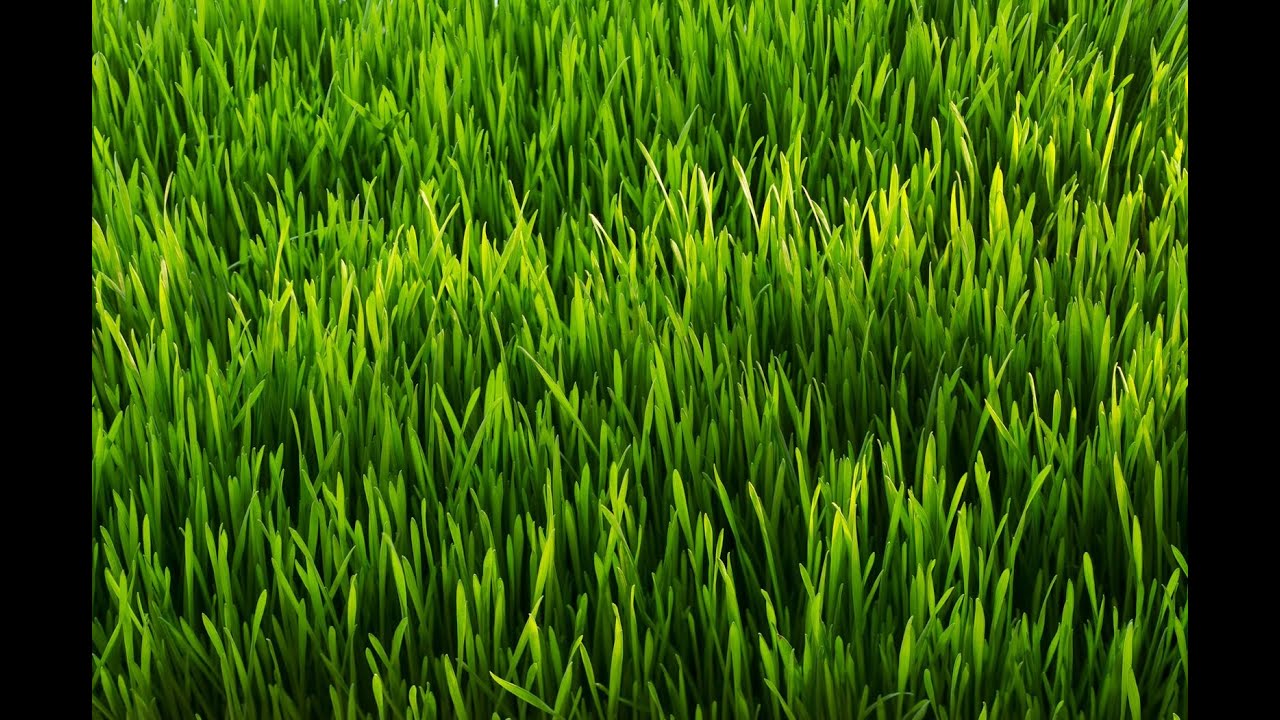 Grass(ft.NESUKO) - YouTube