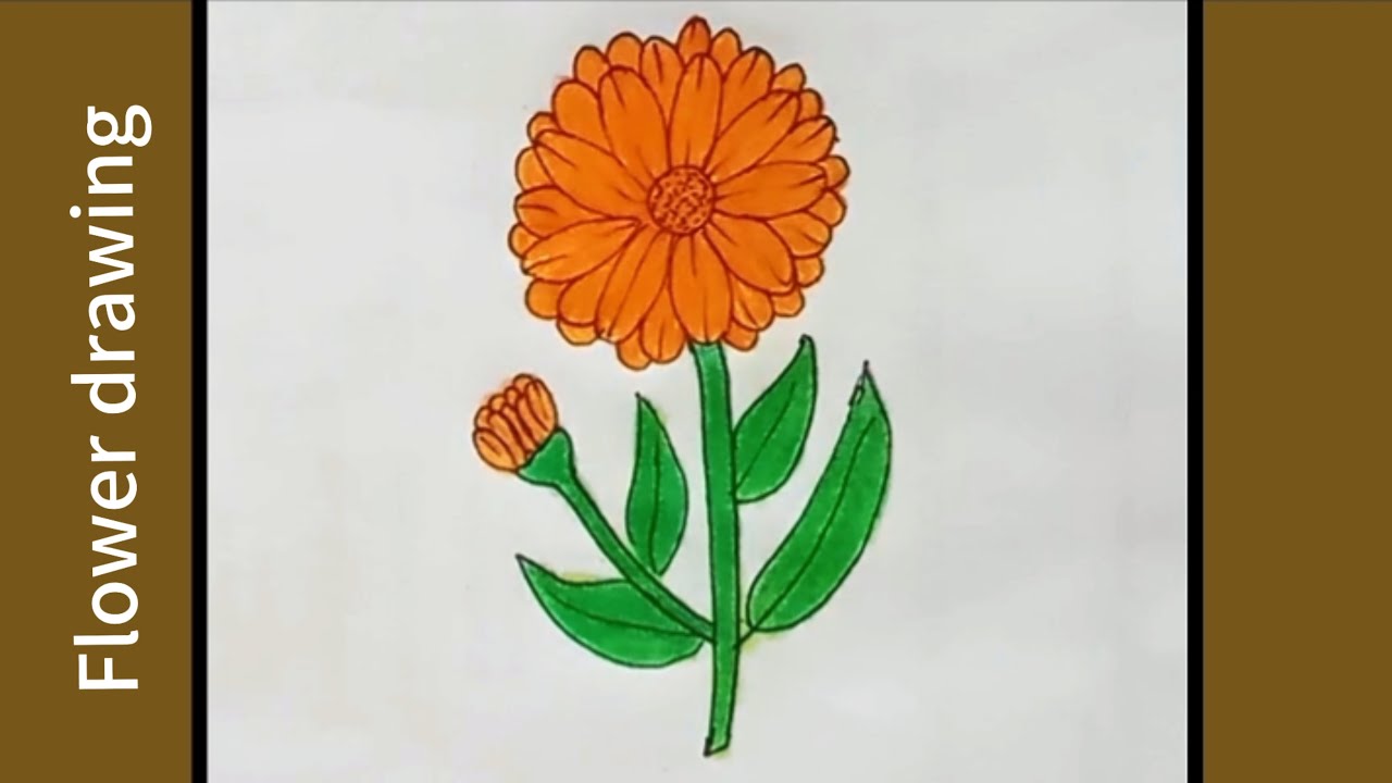 Easy way to draw marigold flower/Marigold flower drawing/গাঁদা ফুল আঁকা ...