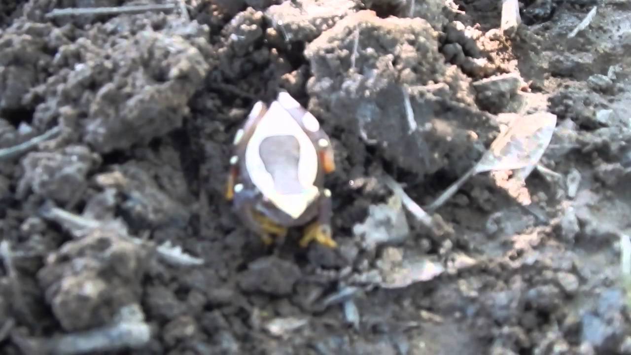 Perereca colorida. - YouTube