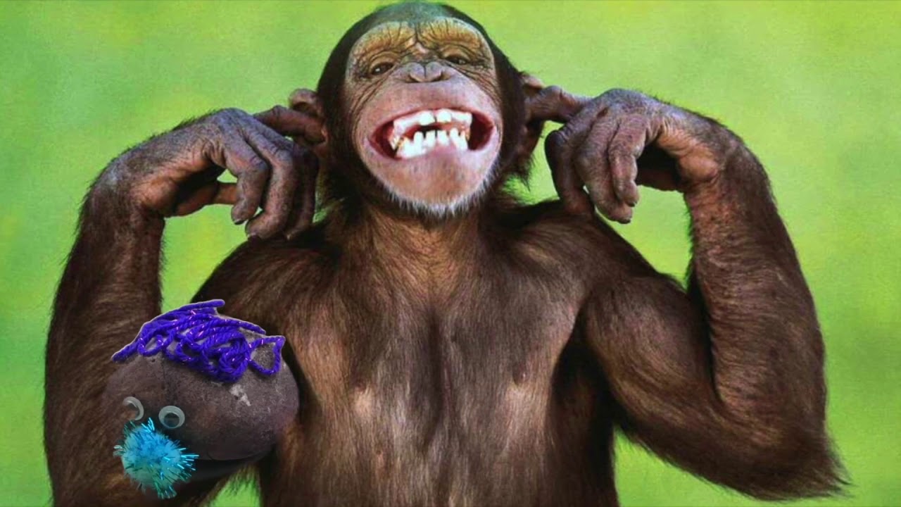 Bill meets monkey by Abel - YouTube