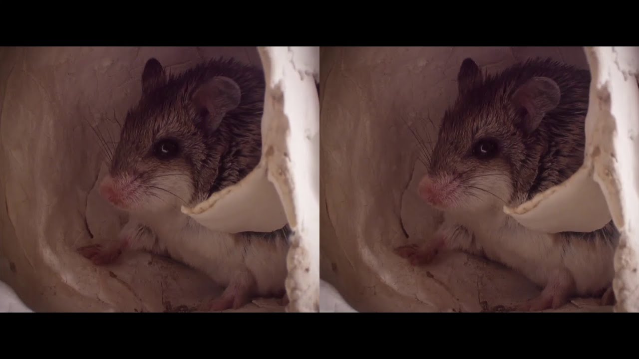 Zane Alexander - The Grand Station 👁👁⬅ - YouTube