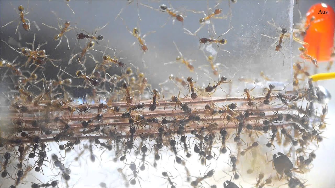 Ameisen unter Spannung - YouTube