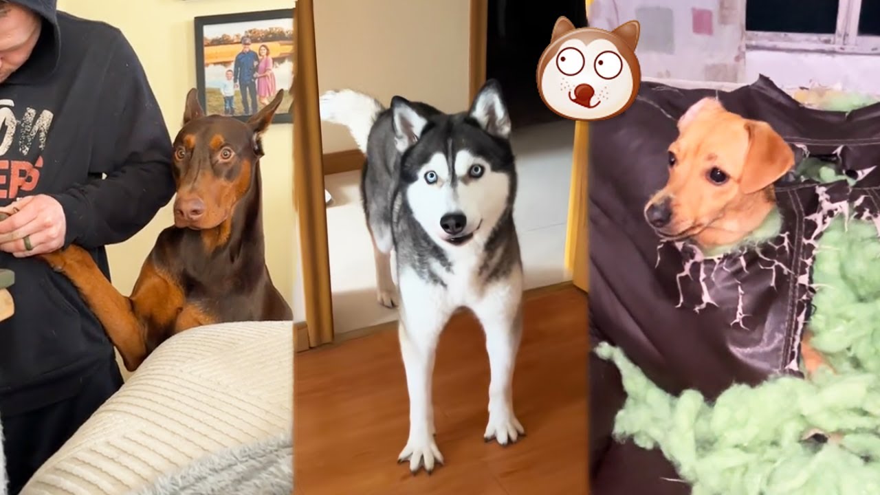 FUNNY DOG will make you LAUGH All Day 😁 Funny Animals Videos 2024 - YouTube