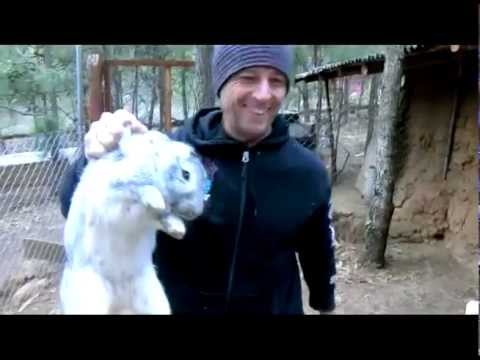 rabbit kill - YouTube