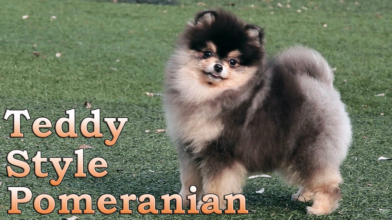 Cute Pomeranian dog Teddy Bear style. 015 #pomeranian #cutepomeranian # ...