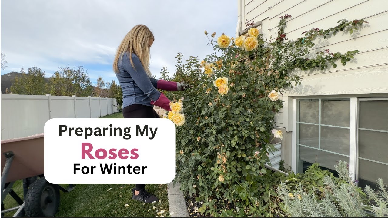 Preparing My Roses For Winter - YouTube