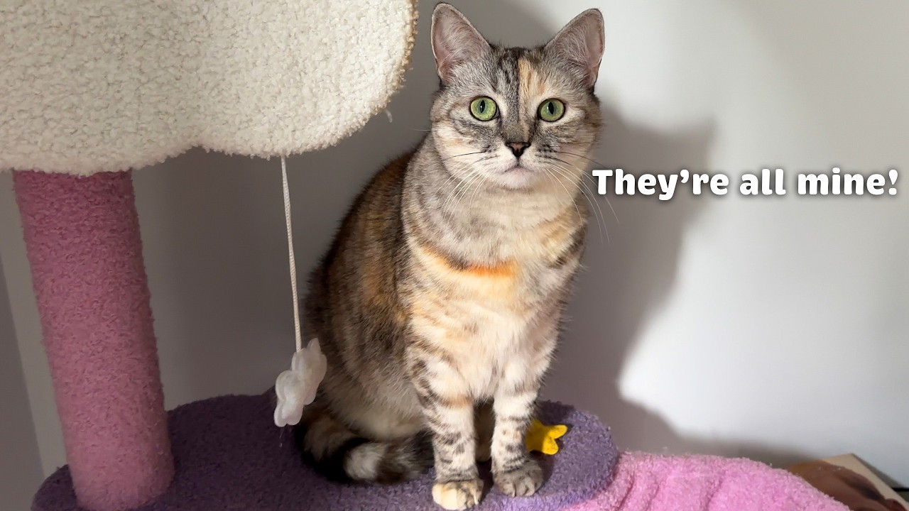 Surprising my cats with their favourite things - YouTube