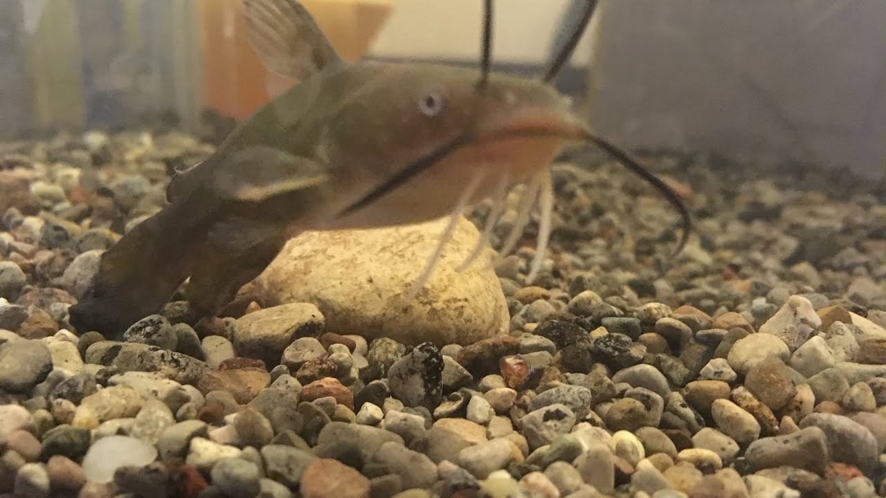 Baby Bullhead Catfish