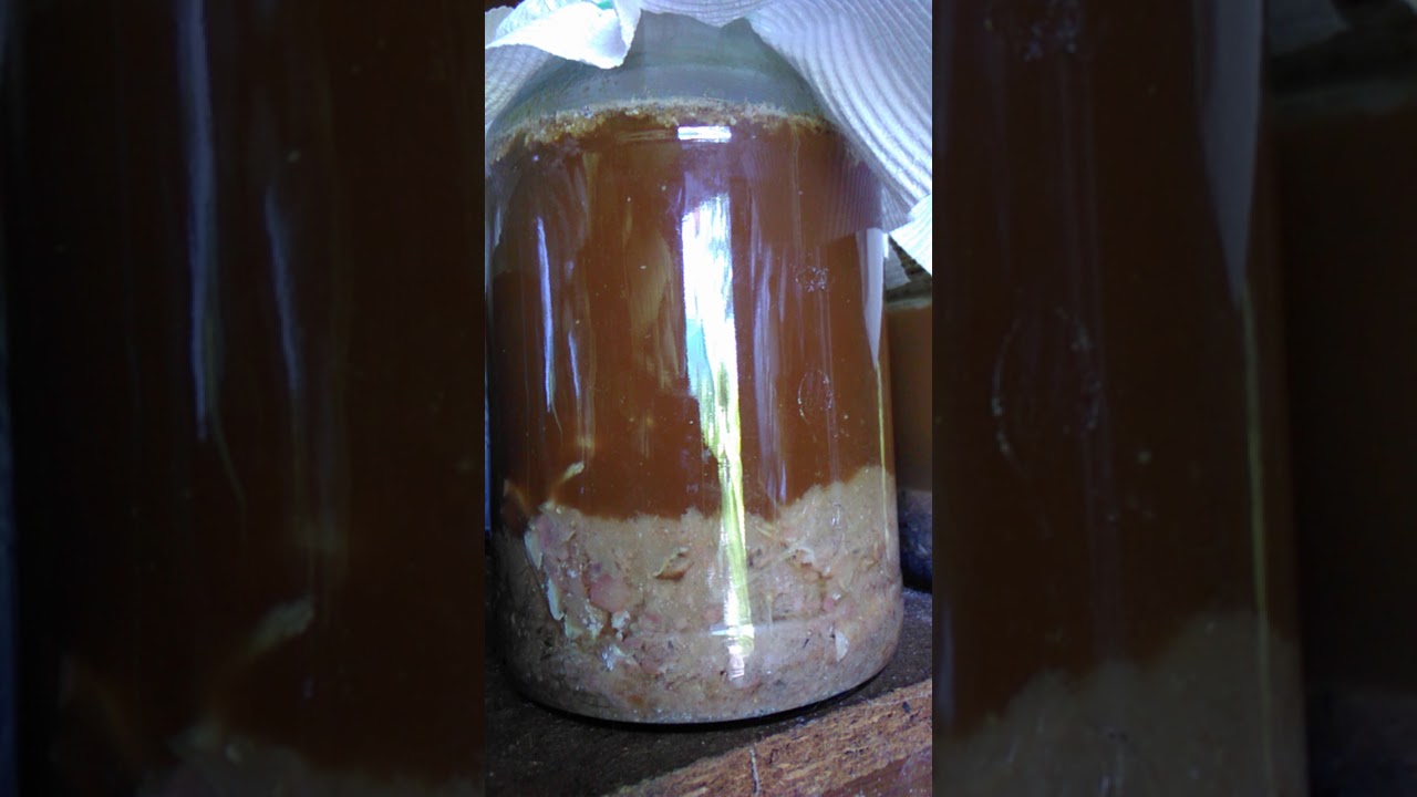 Fish Ferment - YouTube