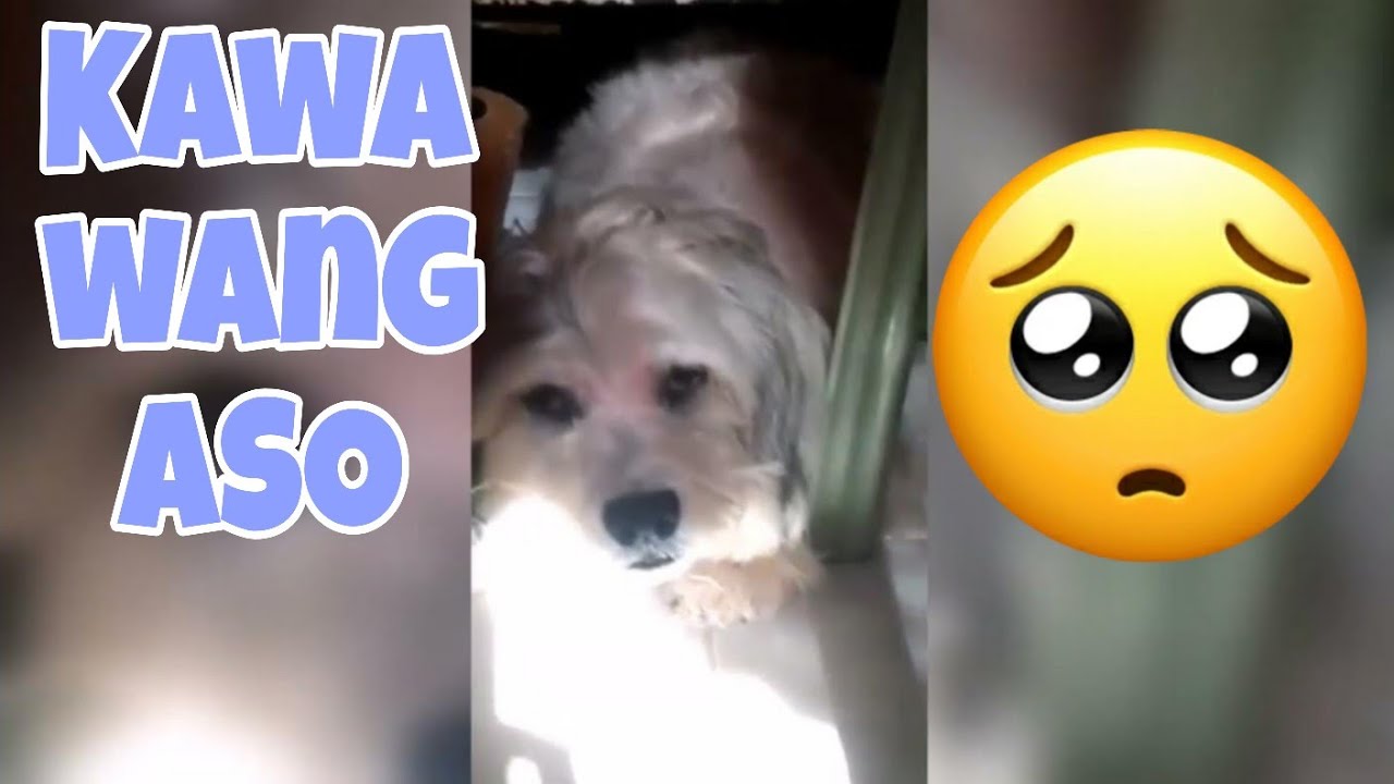 PRINCE-the kawawa FURBABY in action🐾 - YouTube