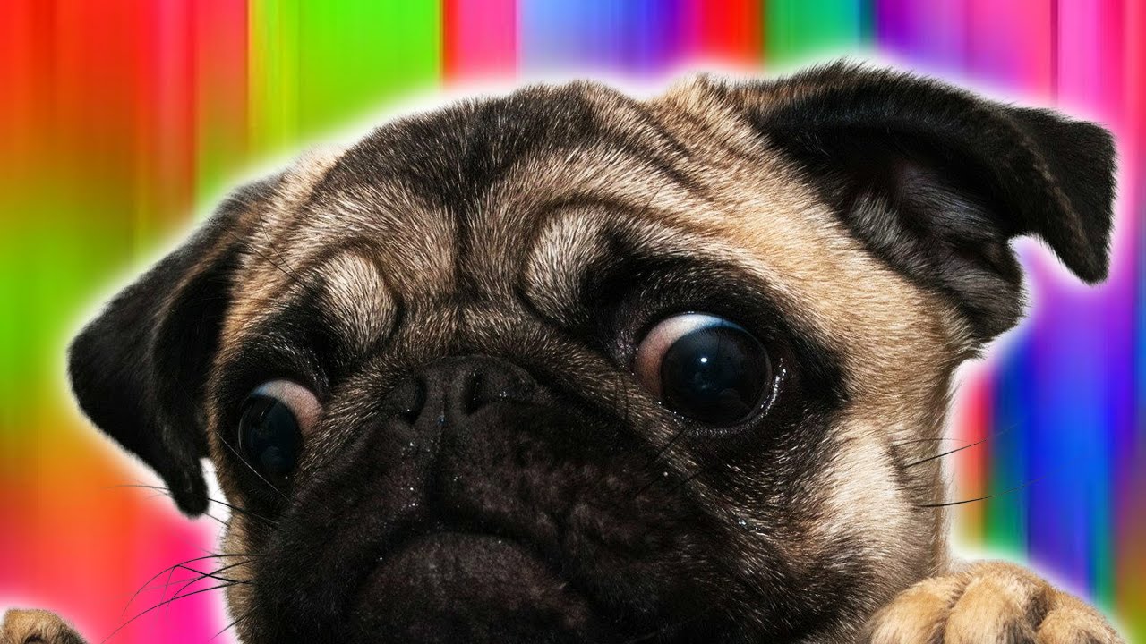 O SHAKE ESTOUROU - Turbo Pug - YouTube
