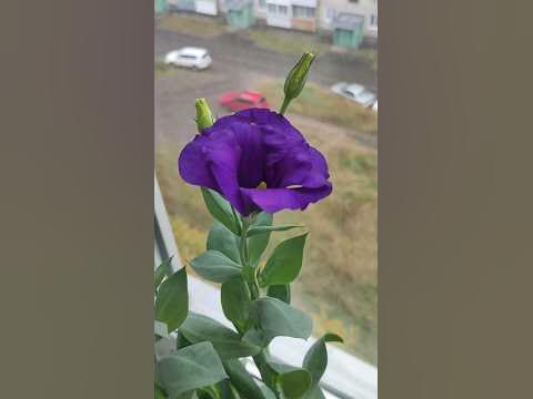 Эустома на подоконнике дома #сад #огород #цветы #эустома - YouTube