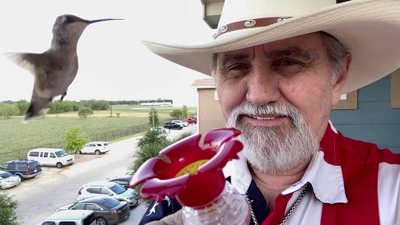 Marine hummingbird whisperer - YouTube