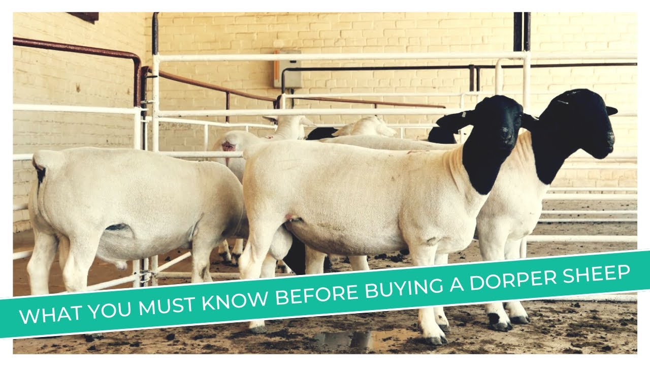 Dorper Sheep Price Revealed | Discover the Factors That Affect Prices ...