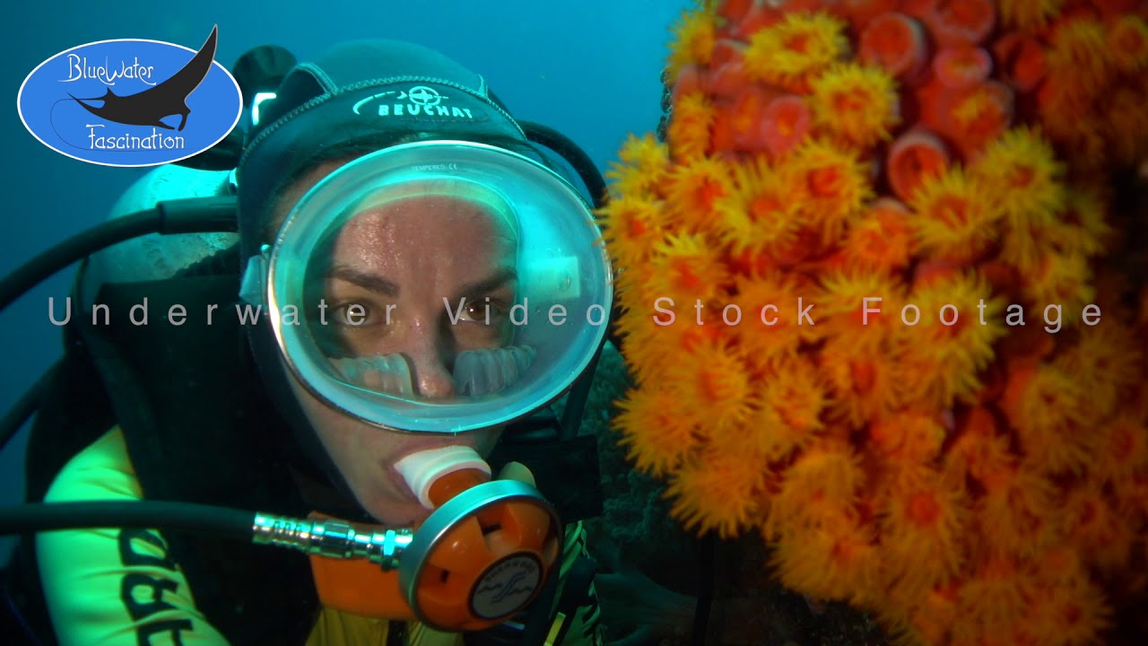 0664_female scuba diver and yellow soft coral, HD underwater video ...