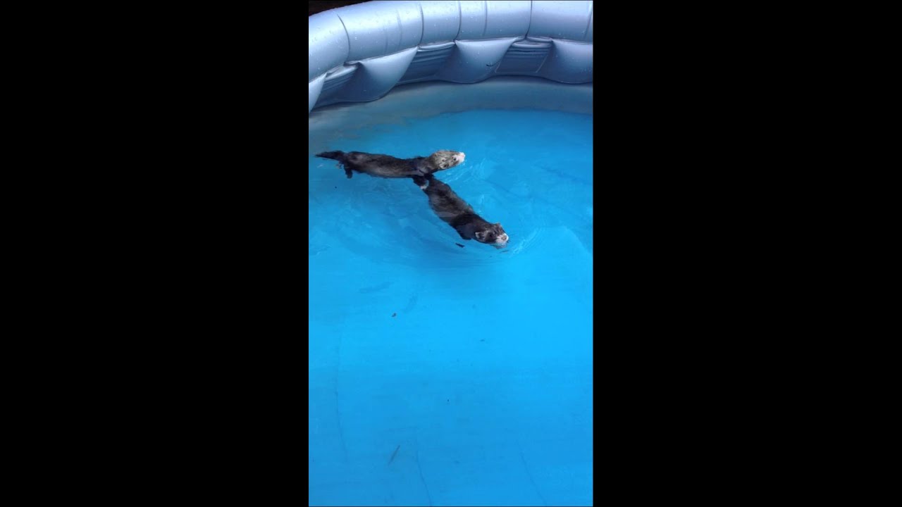 ferrets swimming - YouTube