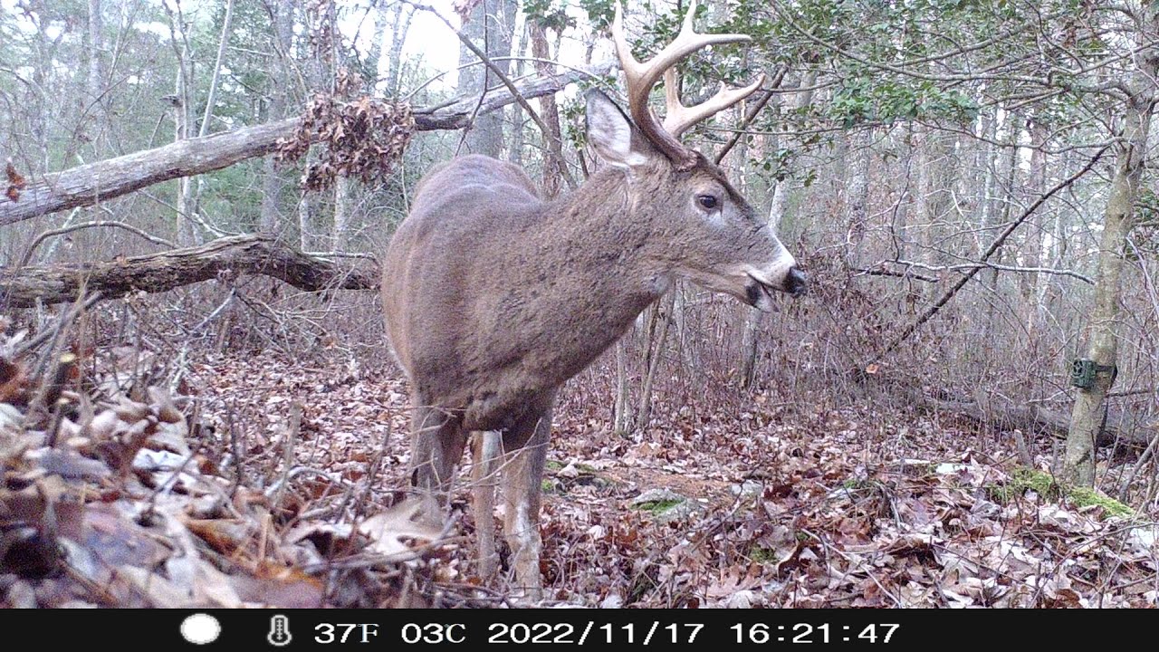 RCJMF #35 Whitetail Rut Last Stages - YouTube