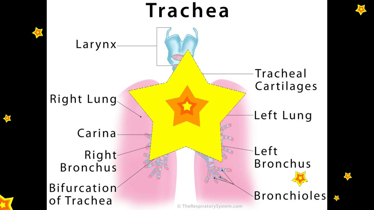 COPD word of the day: trachea (Living Healthy w COPD) - YouTube